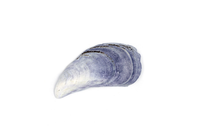 BLUE MUSSEL SHELL - Typology
